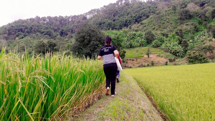 Elephant Peace Project – learning the wisdom and knowledge of the Karen